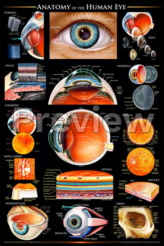 Anatomy of the Eye Poster – Eye Flip Charts by Stephen F. Gordon